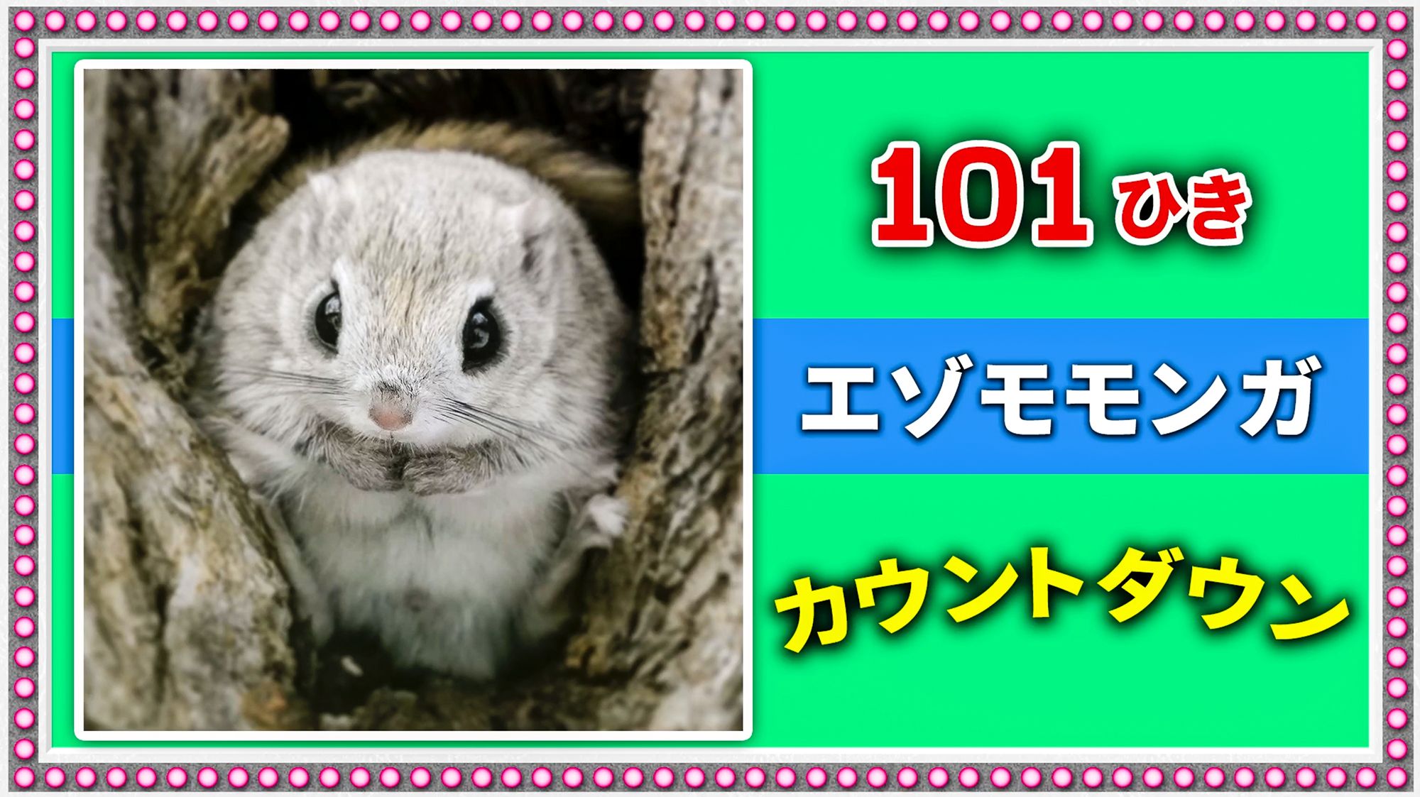 【最新動画】101匹のエゾモモンガに・・もう〝キュン〟がとまらん！｜Sitakke【したっけ】