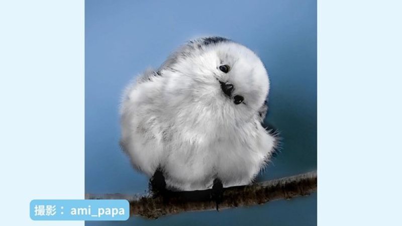 「シマエナガの鳴き声」を動画で紹介！あなたのすぐ近くにもいるかも【北海道で注目の話題10選】｜Sitakke【したっけ】