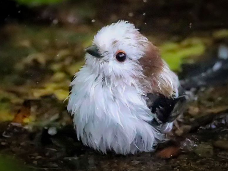 8月の月間MVPは…やっぱりこの子に｜Sitakke【したっけ】