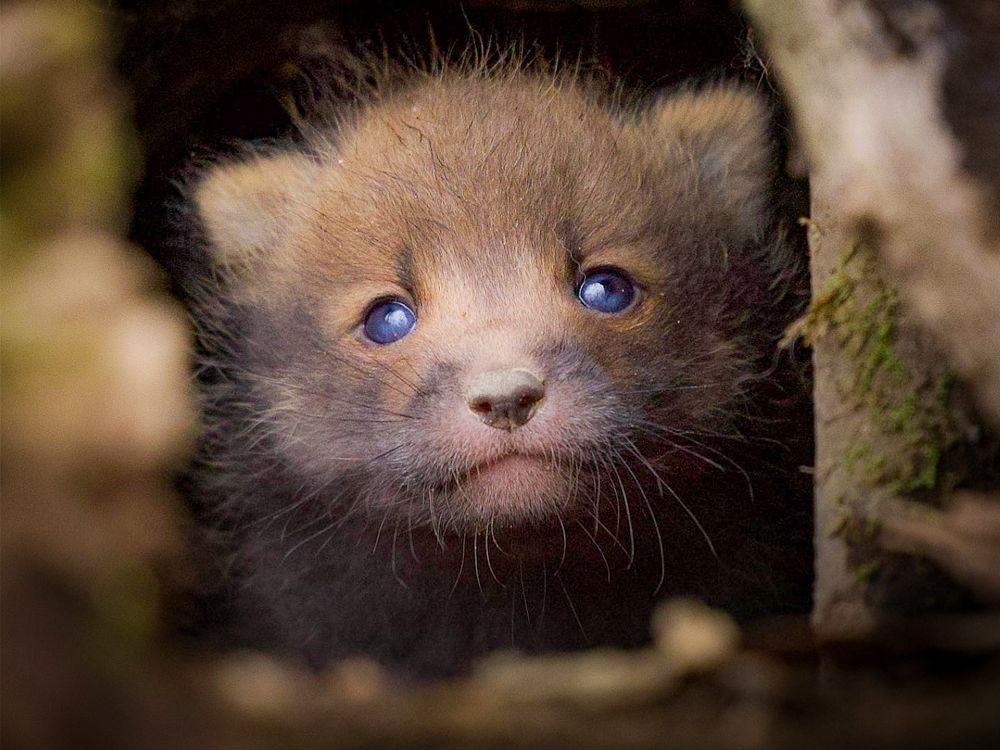 ボクの”青い瞳”は 期間限定だよー！｜Sitakke【したっけ】