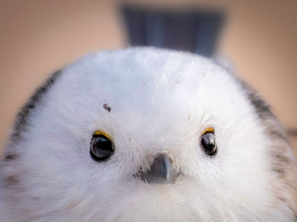 アタマの後ろに見えるシッポが……なにかにみえてきませんか？【シマエナガあるある】｜Sitakke【したっけ】