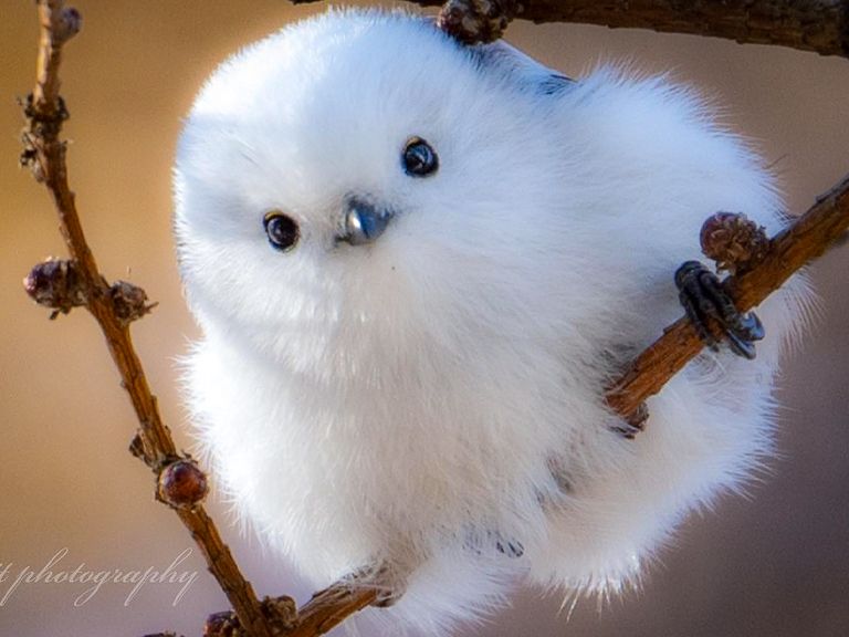 北海道のかわいい動物、先月のMVPに選ばれたのは…「ボクだよん」！｜Sitakke【したっけ】