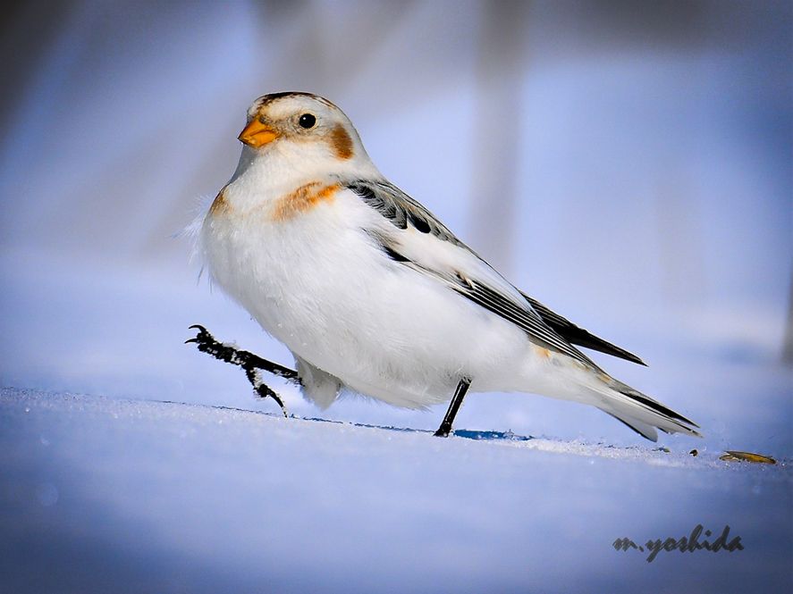 はるばる北極圏からやって来た〝アイドル〟｜Sitakke【したっけ】