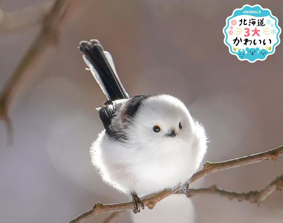 【かわいさ悶絶級】ことし最も「いいね」が多かった動物は？ベスト20を発表！｜Sitakke【したっけ】