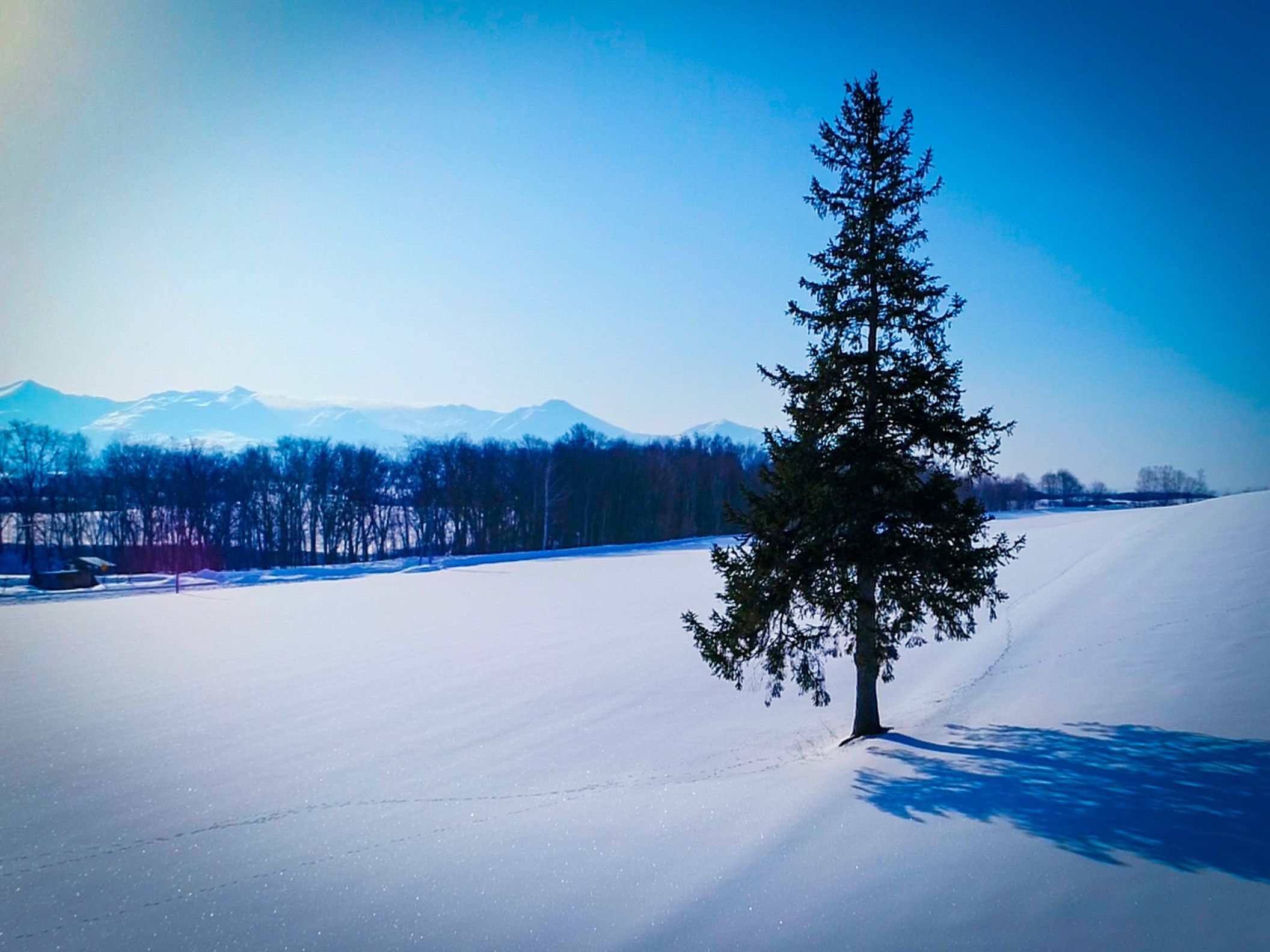 どこまでも続く丘が、白い雪に覆われて…うっとりしちゃう絶景「クリスマスツリーの木」｜Sitakke【したっけ】