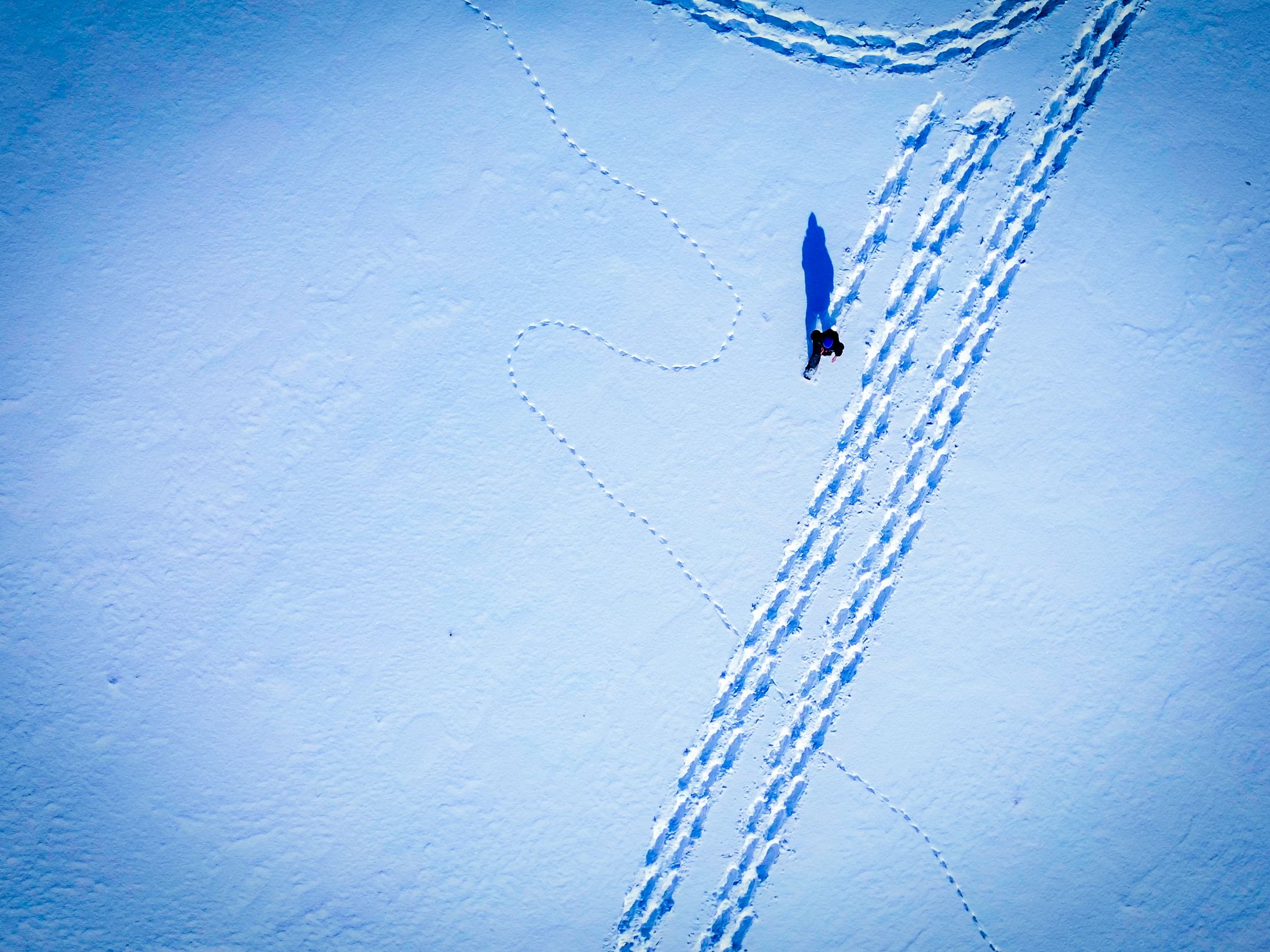 【絶景ドローン旅】雪原に5万歩の〝足あと〟…そこに現れたのは？｜Sitakke【したっけ】