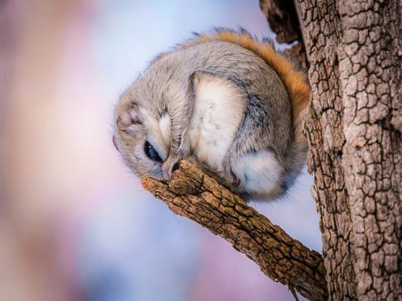 彼女にフラれて……落ち込んじゃったモモンガ君は……｜Sitakke【したっけ】