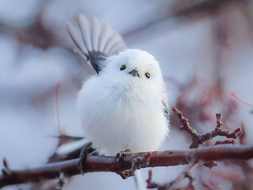 森でいちばんかわいいのは？....「ハイハ〜イ！ボクでーす！」【シマエナガ】｜Sitakke【したっけ】