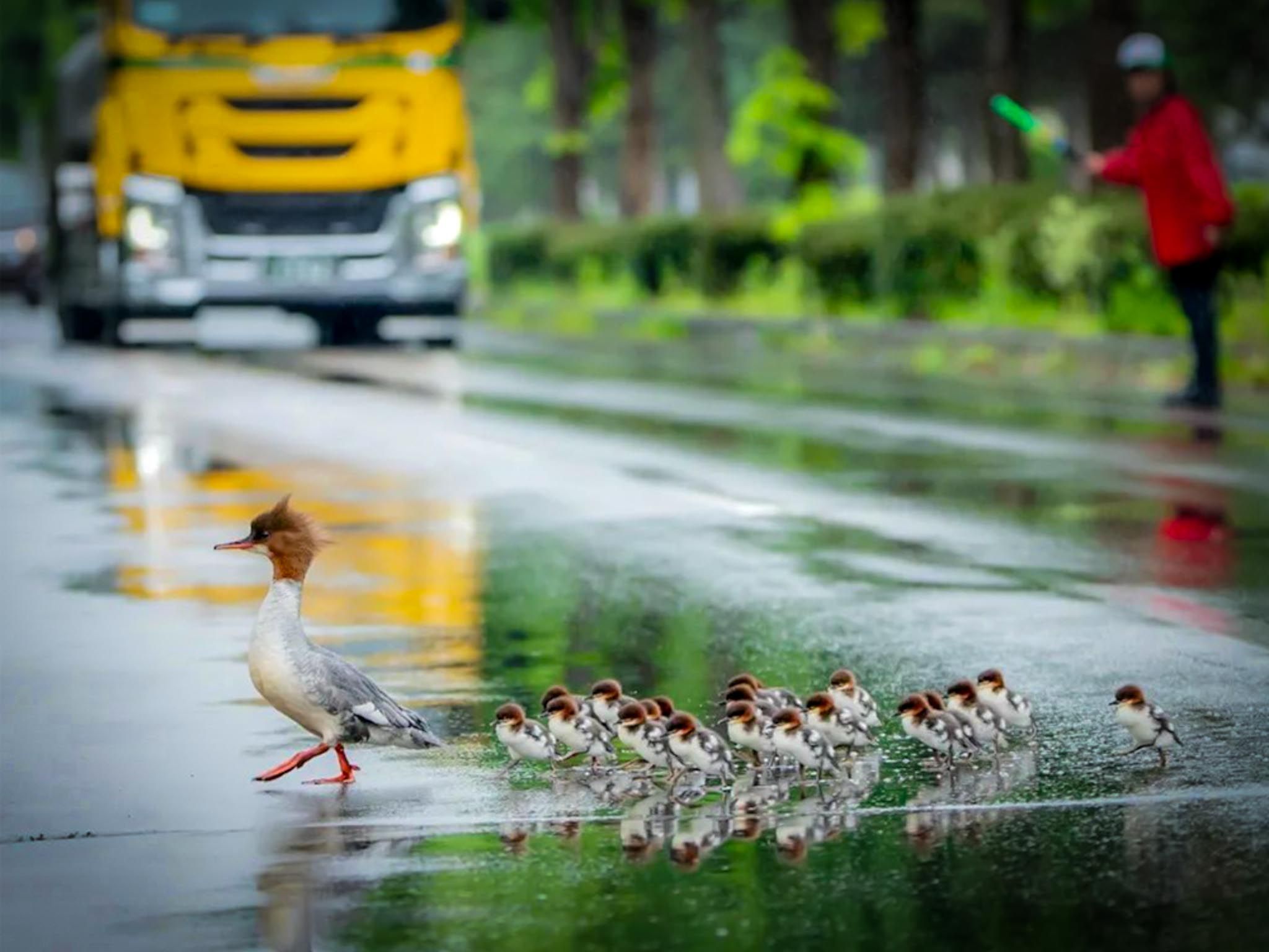 全部で20羽！ヒナを引き連れて…カワアイサのお引越しに注目｜Sitakke【したっけ】