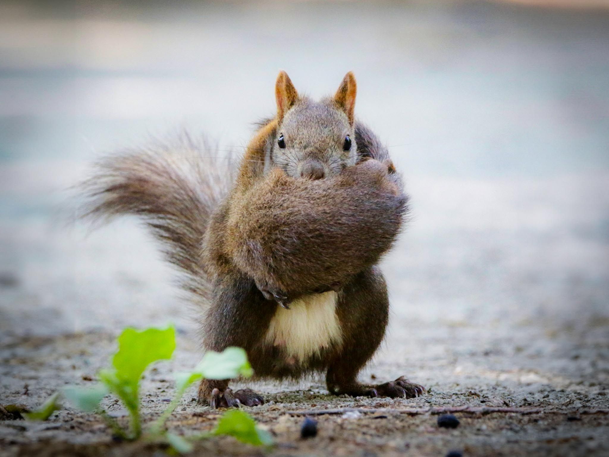 エゾリスの首元に注目……”マフラー”かと思いきやこれは｜Sitakke【したっけ】