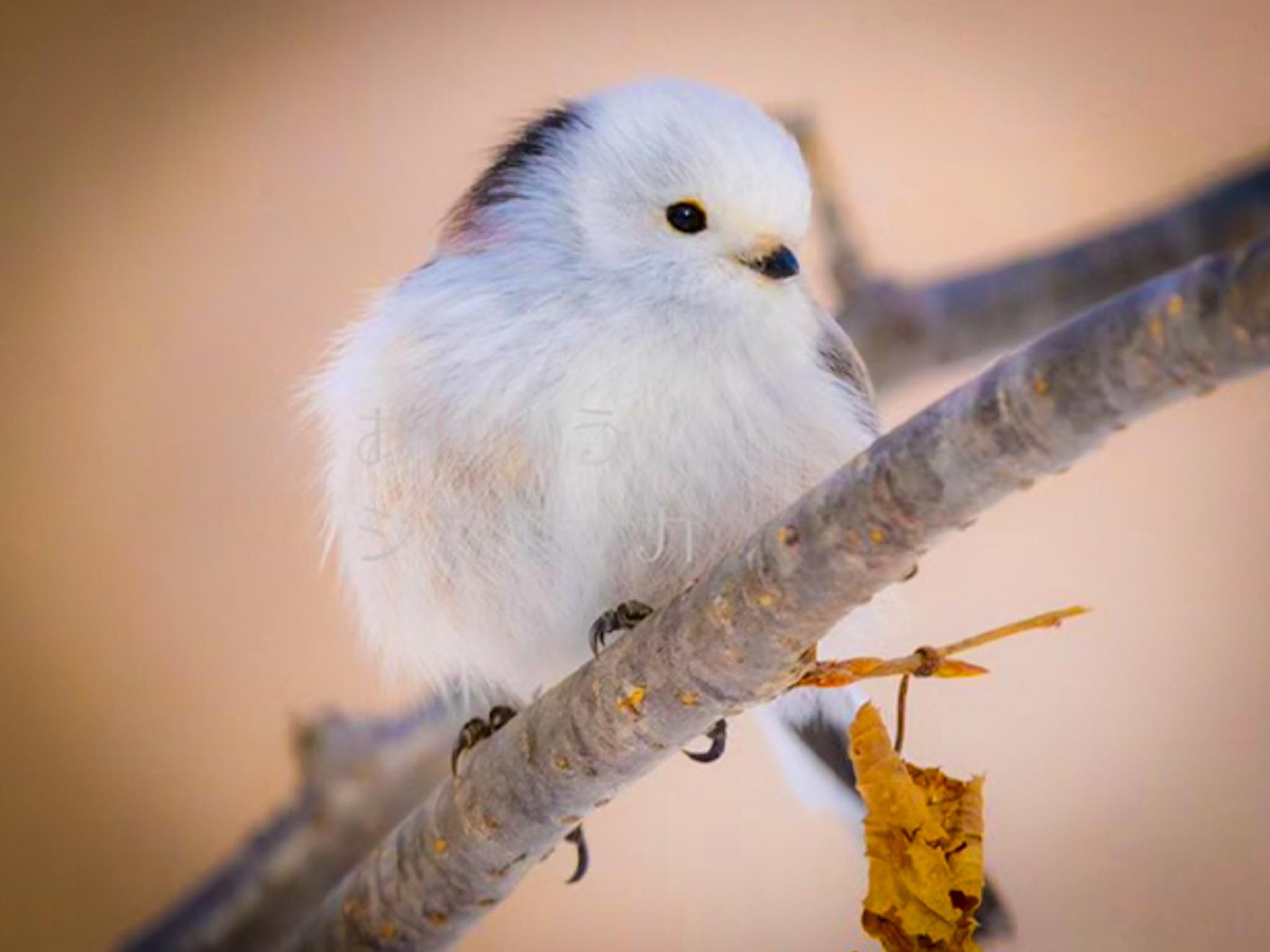 【解説】シマエナガの季節がやってきた！”小さなシマエナガ”を見つけるコツは｜Sitakke【したっけ】