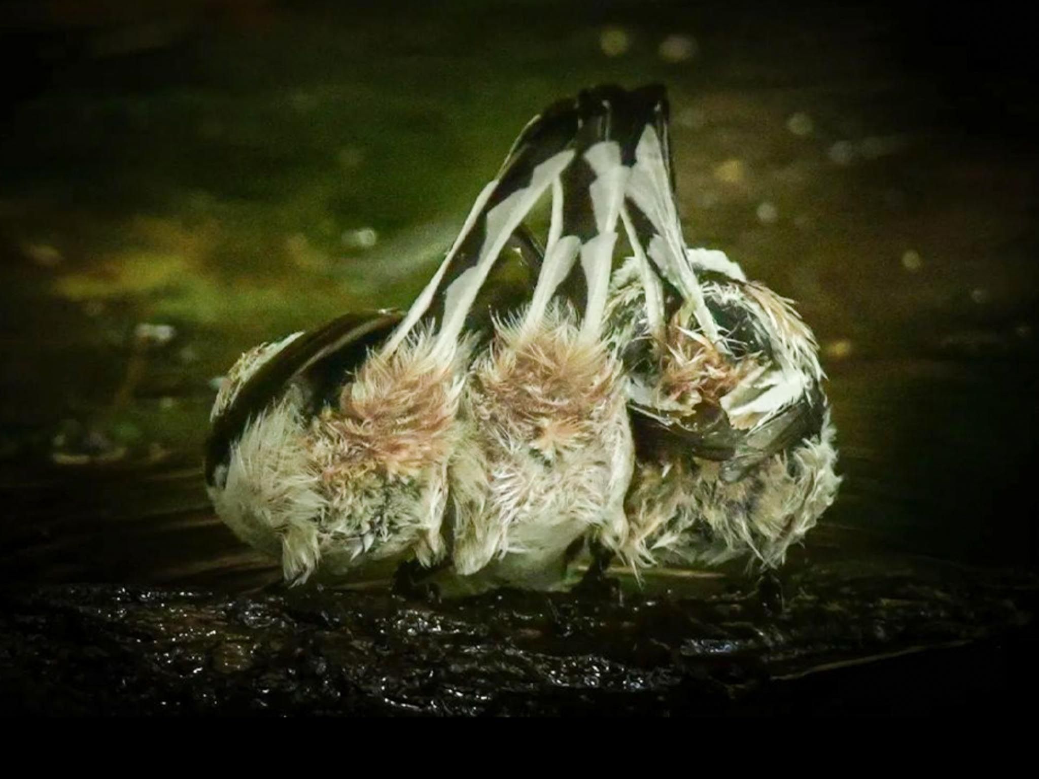 3つ並んだ かわいい"おちり"…ねえねえこっち向いて〜！｜Sitakke【したっけ】