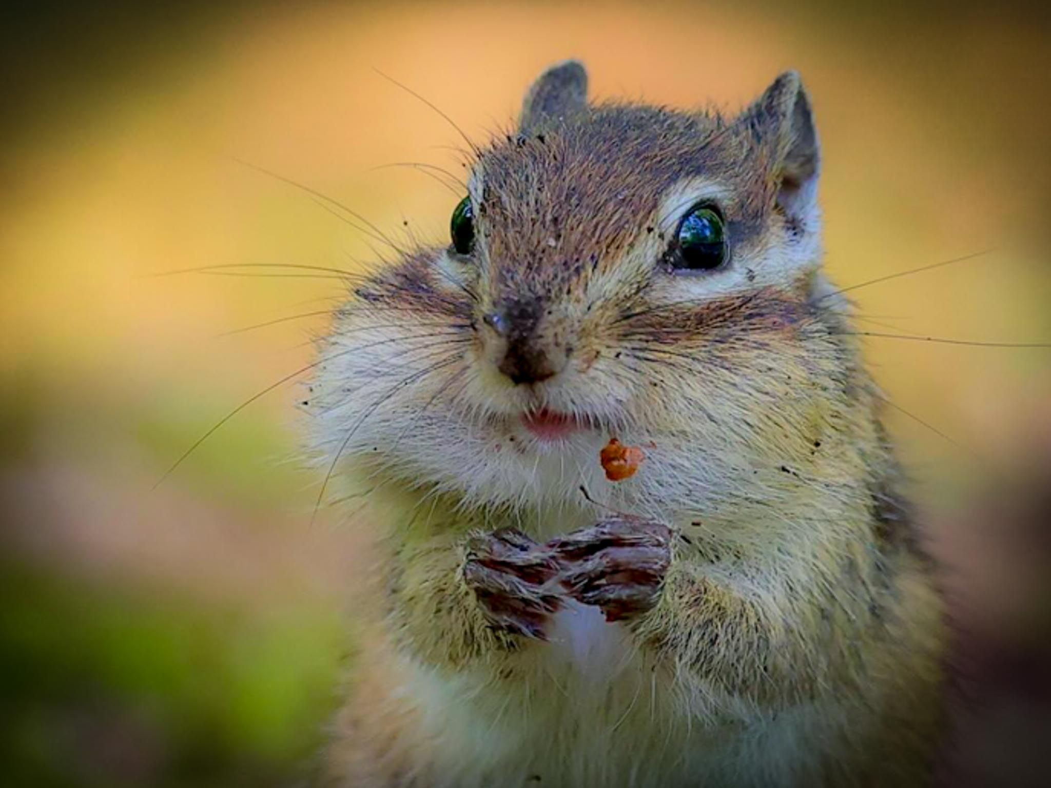 エゾシマリスにも”食欲の秋”？北海道で出会ったかわいい動物たち｜Sitakke【したっけ】