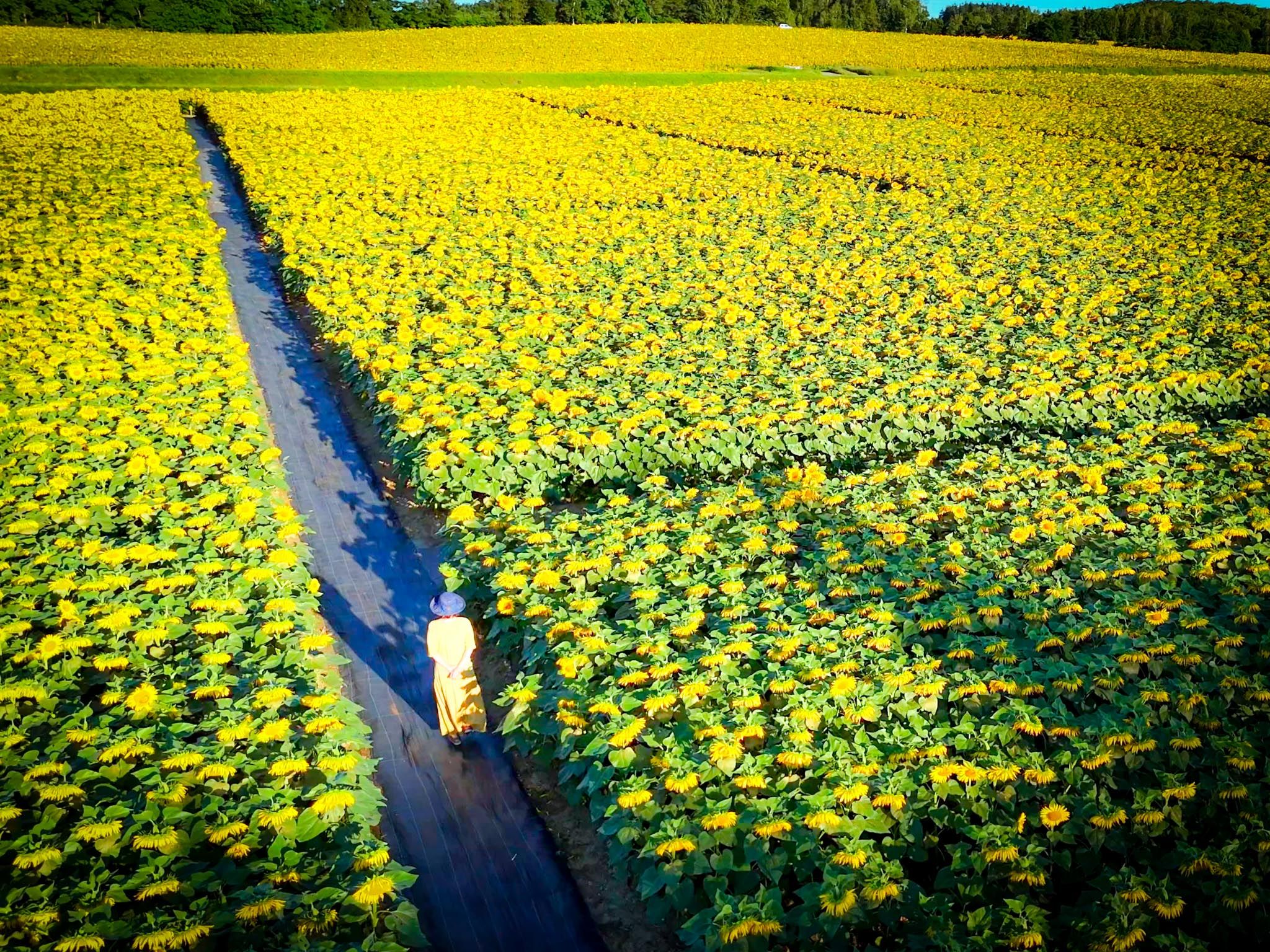 【絶景ドローン旅】見渡す限りの”ひまわり”につつまれて（北海道 北竜町）｜Sitakke【したっけ】