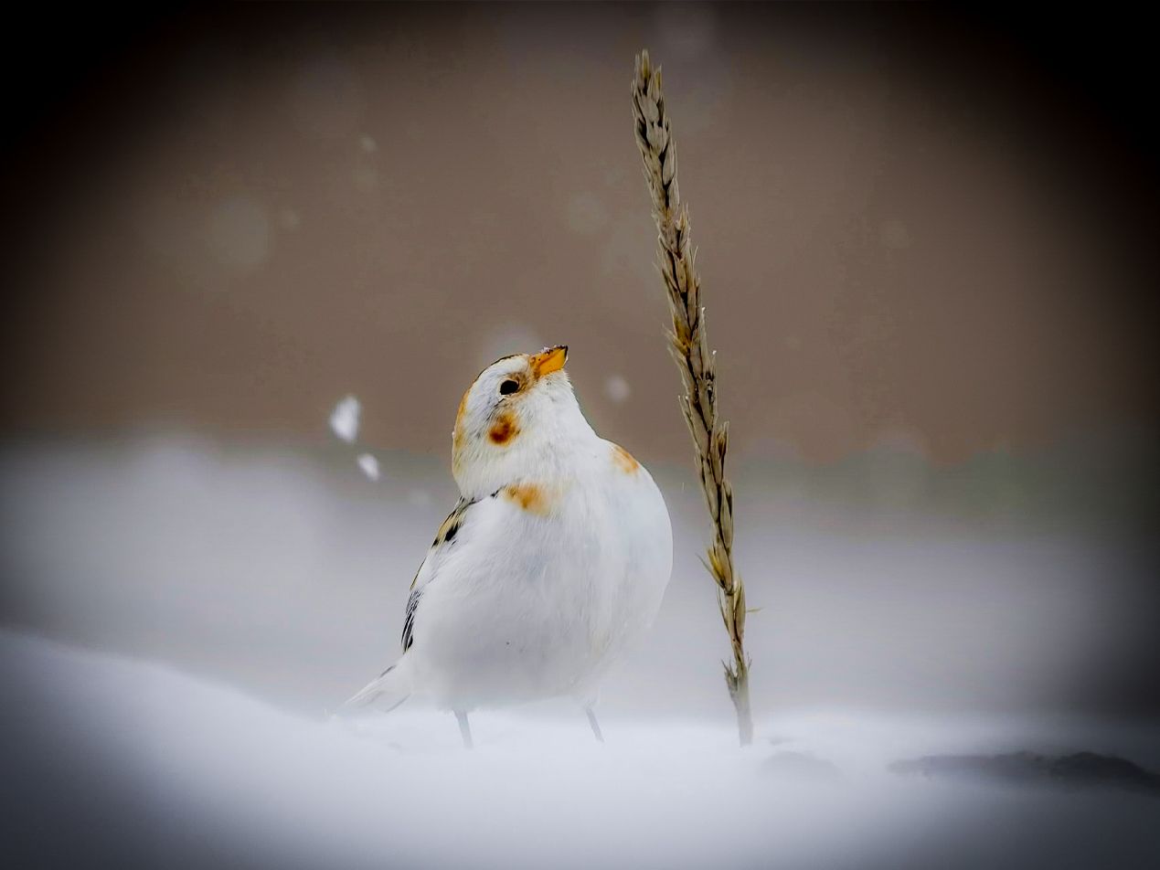 【北海道のかわいい動物たち】高いところに”ごちそう”が…さあどうする？｜Sitakke【したっけ】