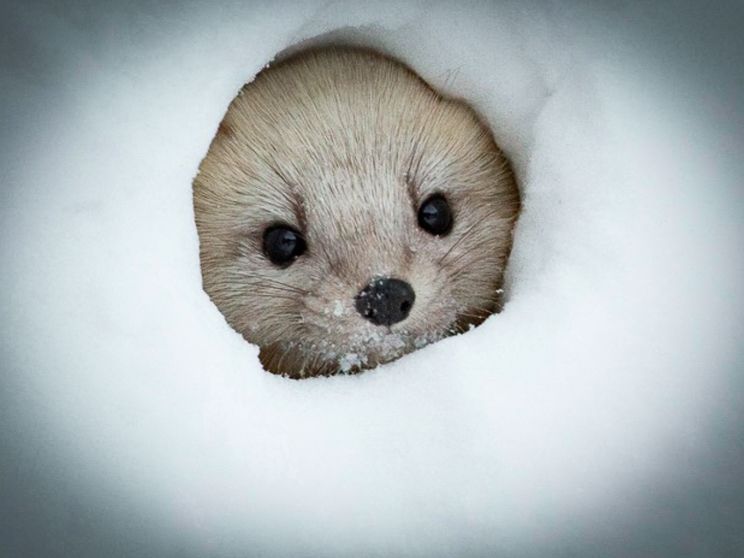 穴からこちらをじ～～っと見ているこの子は…だあれ？｜Sitakke【したっけ】