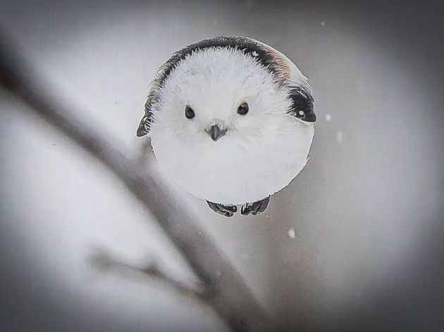 シマエナガ、まるでロケット！？飛行中の貴重な一瞬をキャッチ！｜Sitakke【したっけ】