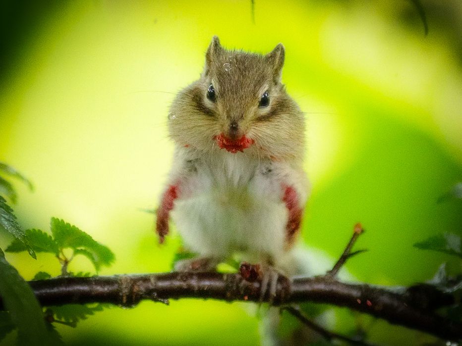 【写真5枚】「ボク、どうしたらいいの？」エゾシマリスに何があった！？ 北海道のかわいい動物たち｜Sitakke【したっけ】
