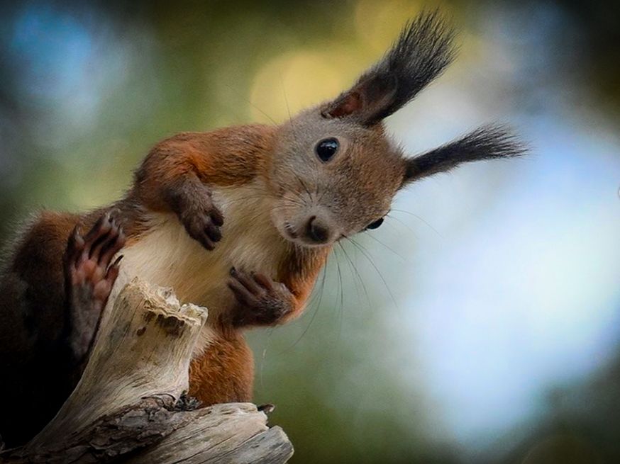 エゾリスの「耳毛」が伸び始めたら、タイヤ交換の合図？【北海道のかわいい動物たち・写真7枚】｜Sitakke【したっけ】
