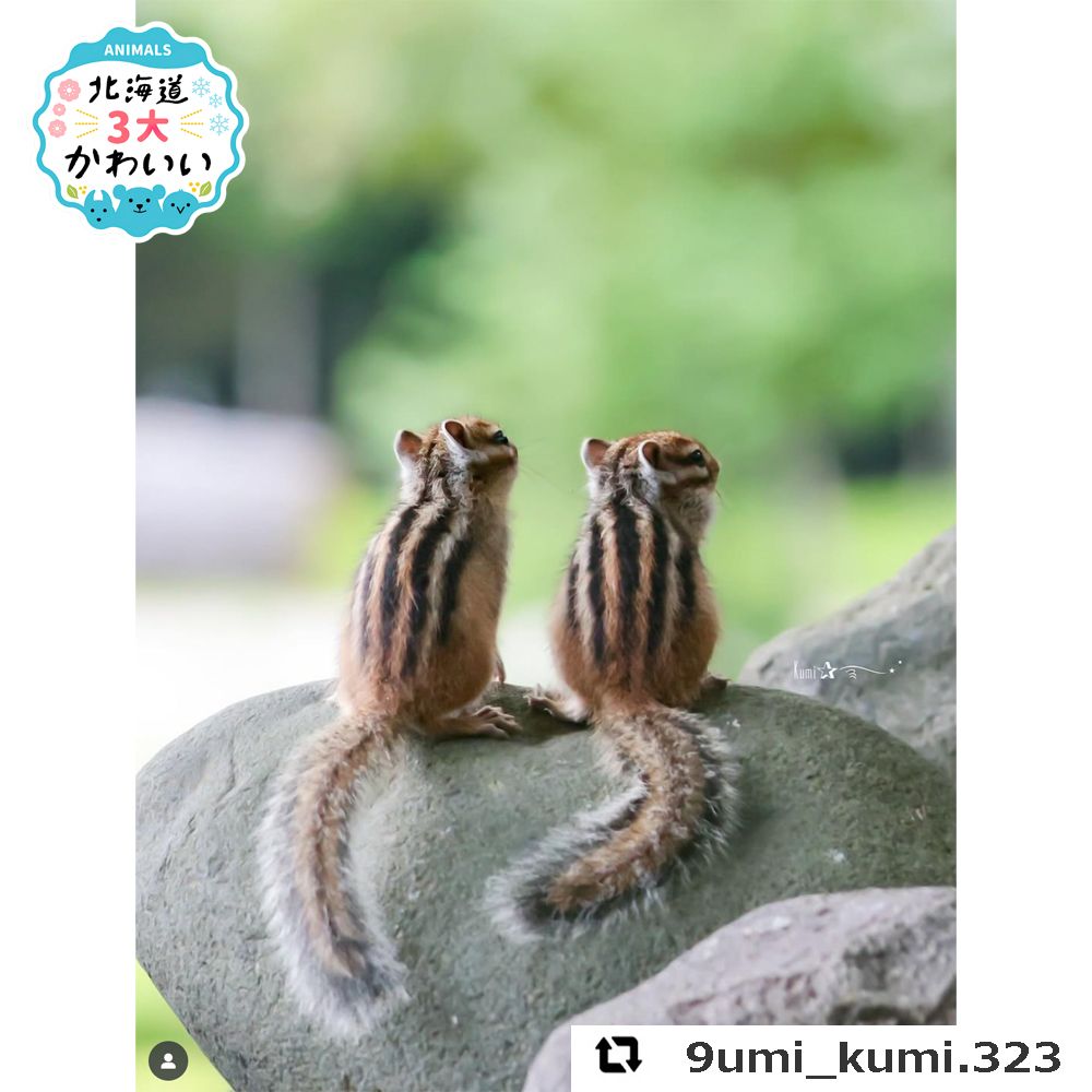 「やりたい放題」エゾシマリスにお地蔵さまは？頭に乗ったり、お賽銭箱をベッドにしたり…【癒やしの北海道動物写真9枚】｜Sitakke【したっけ】