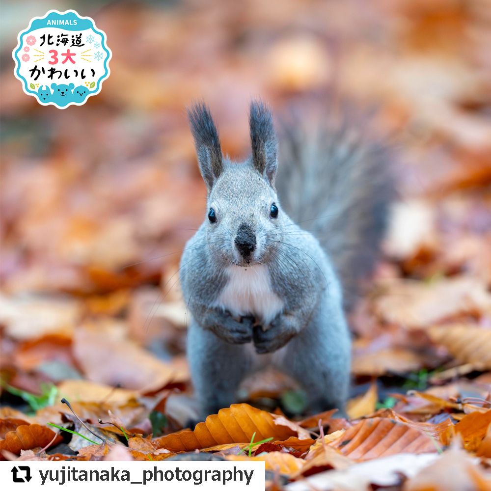 「やりたい放題」エゾシマリスにお地蔵さまは？頭に乗ったり、お賽銭箱をベッドにしたり…【癒やしの北海道動物写真9枚】｜Sitakke【したっけ】