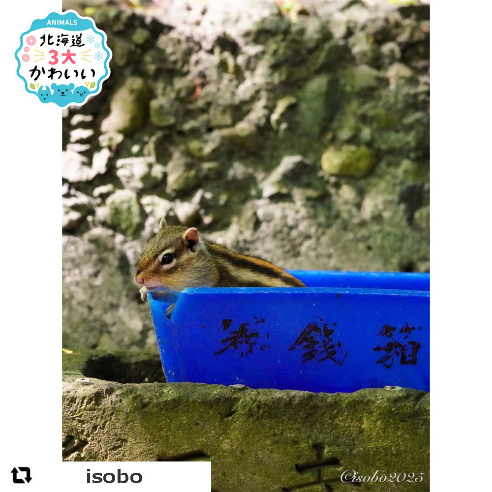 「やりたい放題」エゾシマリスにお地蔵さまは？頭に乗ったり、お賽銭箱をベッドにしたり…【癒やしの北海道動物写真9枚】｜Sitakke【したっけ】