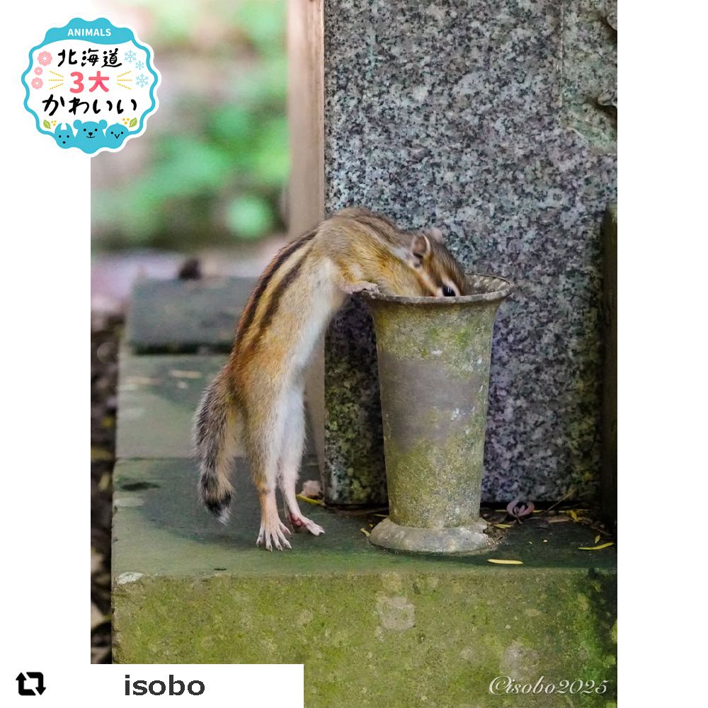 「やりたい放題」エゾシマリスにお地蔵さまは？頭に乗ったり、お賽銭箱をベッドにしたり…【癒やしの北海道動物写真9枚】｜Sitakke【したっけ】