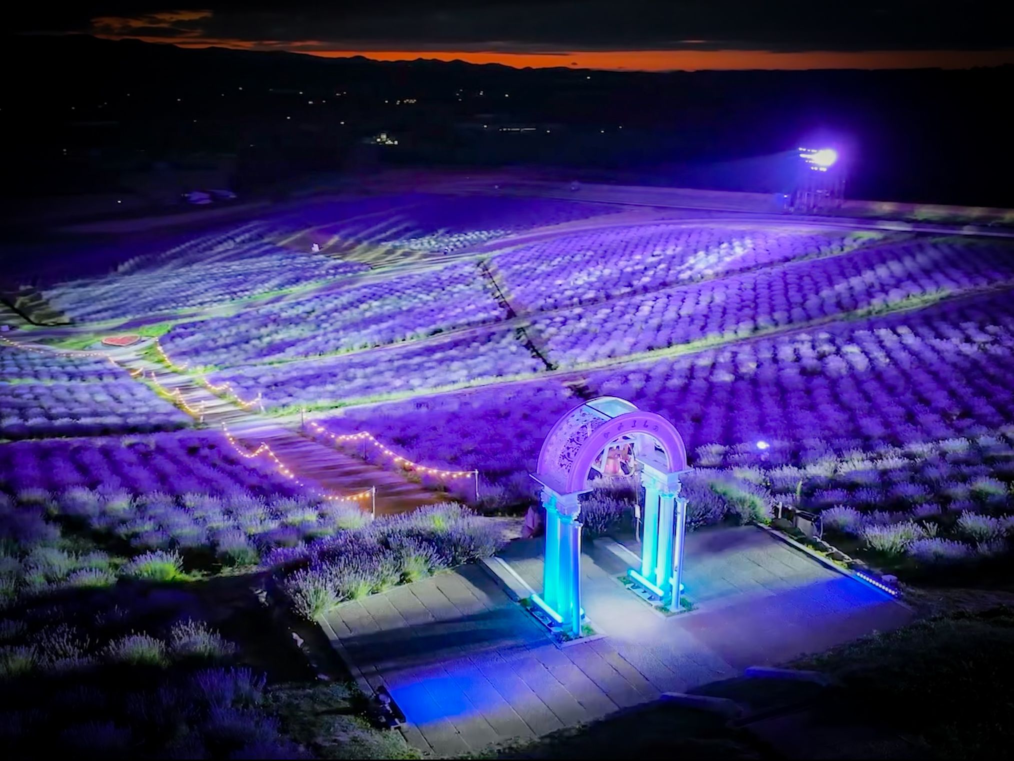 【絶景】ようこそ〝恋人達のラベンダー畑〟へ ライトアップされた幻想的な紫｜Sitakke【したっけ】