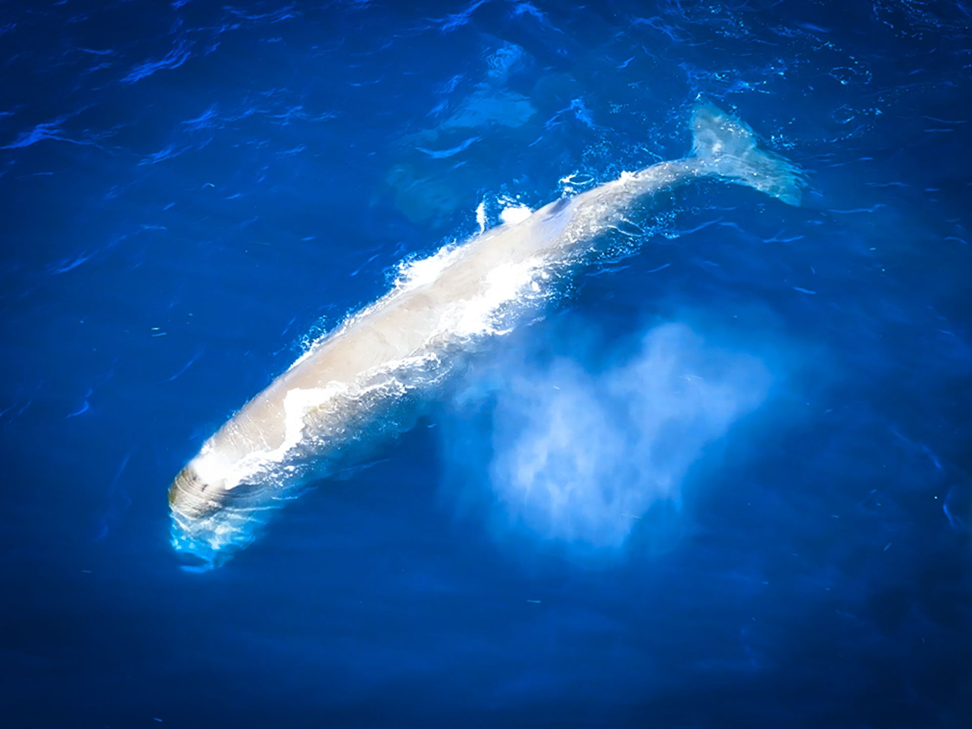 【北海道の絶景】マッコウクジラと会える…あこがれの海へ！ 世界遺産・知床で、ごく間近で見る姿｜Sitakke【したっけ】