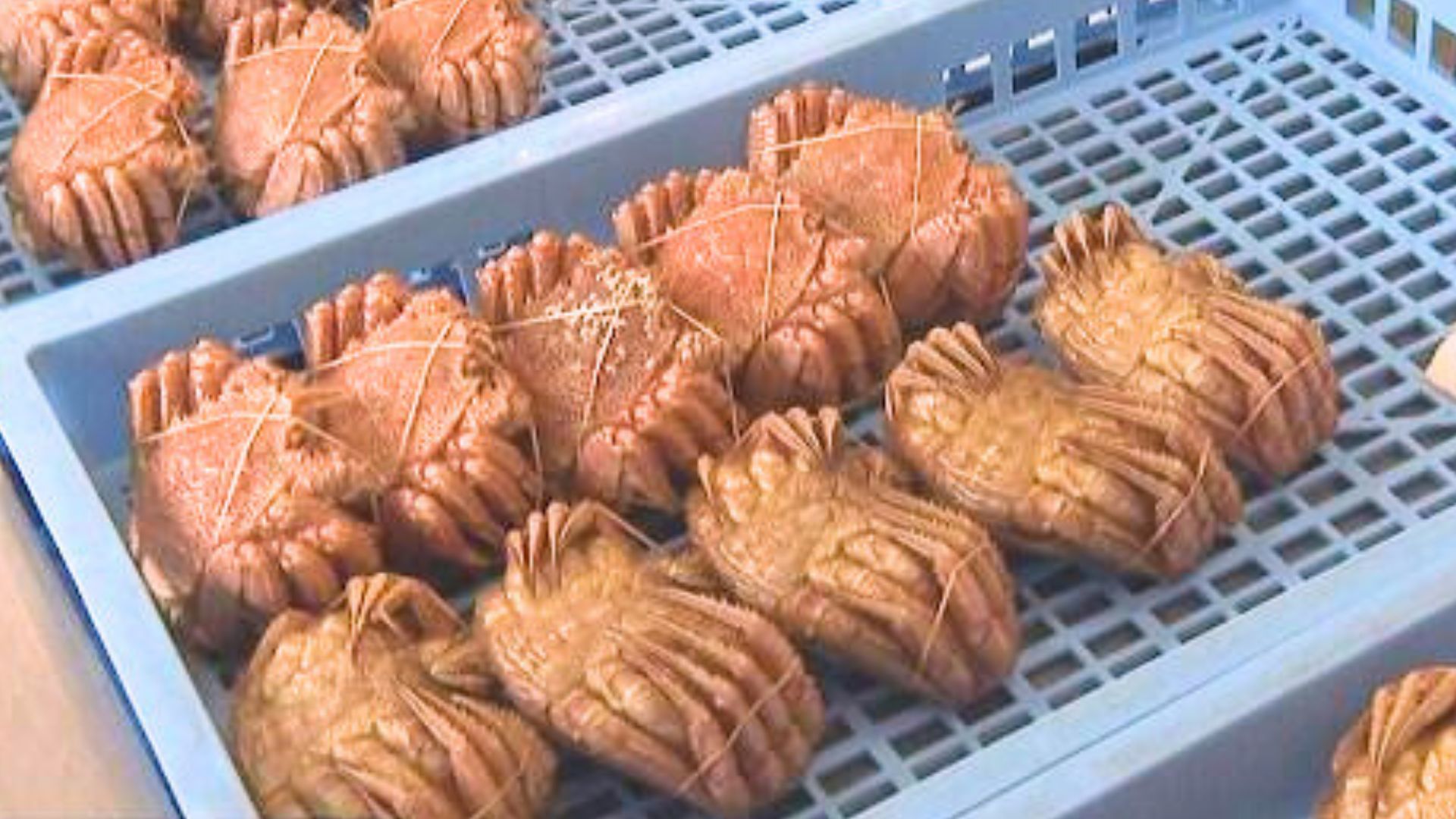 ぜーんぶ茹でたて！思わず「喜んで！」と叫んじゃう今だけの毛ガニのお味は｜Sitakke【したっけ】