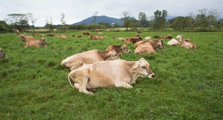 ここに美味あり！～いっちゃんおいしい北海道～｜HBC北海道放送