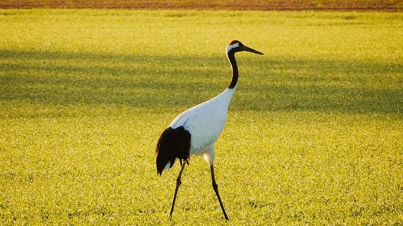 【タンチョウも訪れる、北海道の絶景】秋なのに新緑が見られる！この時期だけの魅力／帯広・幕別町｜Sitakke【したっけ】