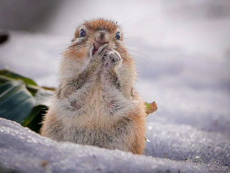 冬眠から目覚めたら…「え〜っ！まだ冬？」｜Sitakke【したっけ】