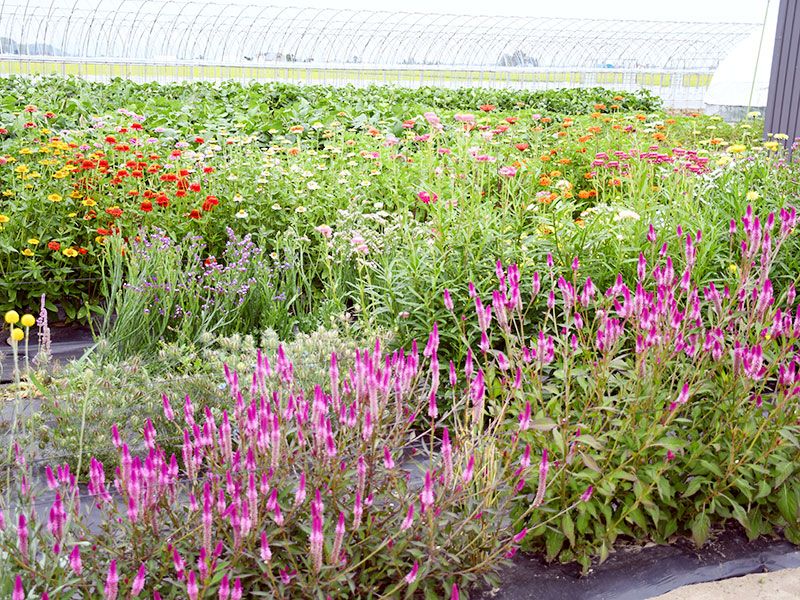 【プロに聞いた】秋の寄植えとドライフラワーの作り方｜Sitakke【したっけ】