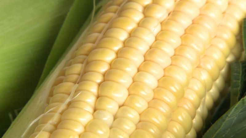 北海道野菜の「100均八百屋」ぷりぷりとうきびも5本で…店主が感じた価格の“ねじれ”｜Sitakke【したっけ】