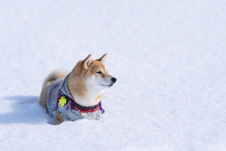 「雪」を生かした冬の“わんこ”撮影のコツって？プロのカメラマンに聞いてみた｜Sitakke【したっけ】