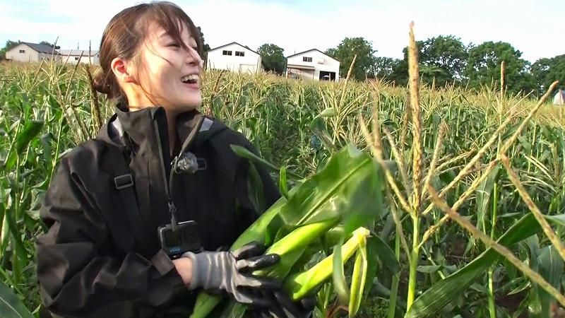 「いきますよ！」気合を入れてももげない…蜜がこぼれるブランドとうきびの収穫！「1番」へのこだわりとは｜Sitakke【したっけ】