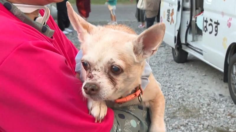 犬も人も長寿時代「飼いきる」救いになりたい…老犬ホームで生きる愛犬たちの日々｜Sitakke【したっけ】