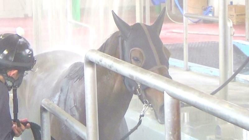 馬が「とろんとした顔に」伝説の名馬も癒された全国唯一の「温泉」が北海道・函館に｜Sitakke【したっけ】