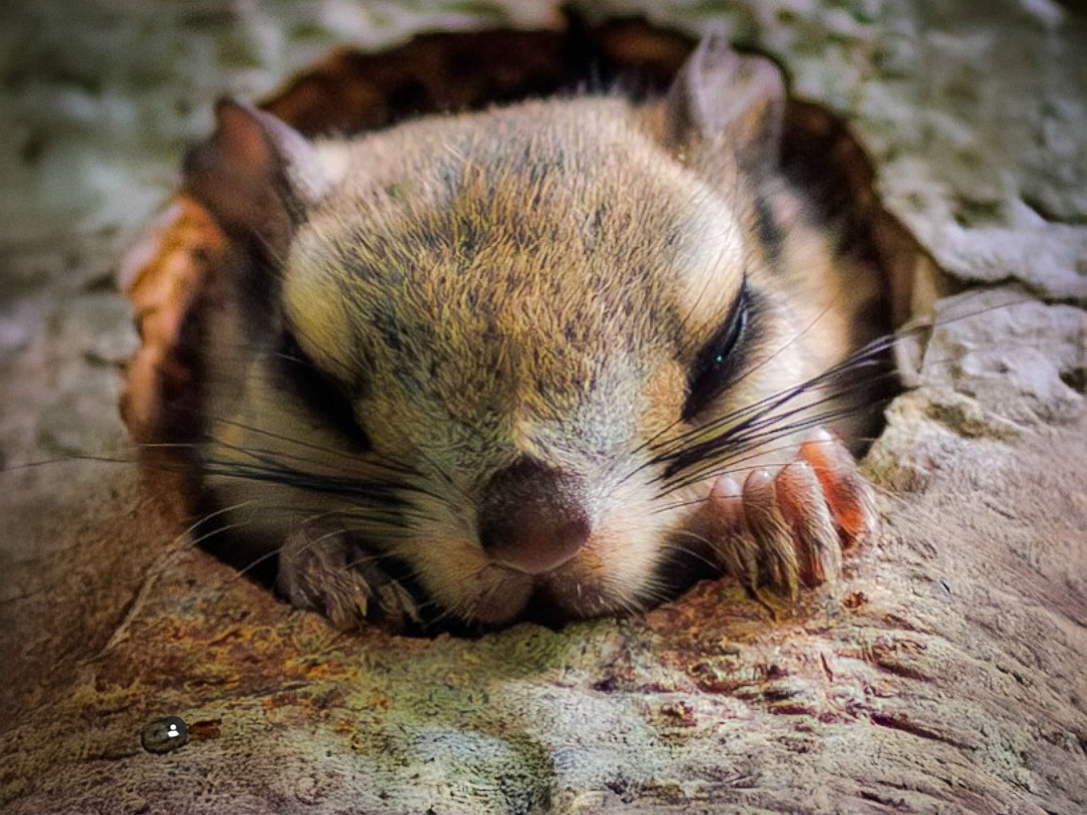 「んもーっ…この暑さには たえられません！」家族で水浴びシマエナガに、顔を出して寝ちゃったエゾモモンガ【北海道のかわいい動物たち・写真6枚】｜Sitakke【したっけ】