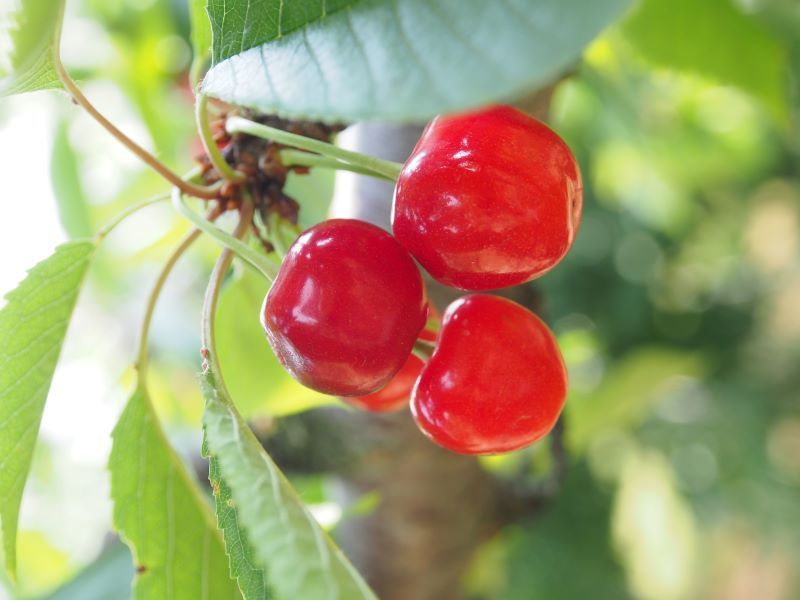 フルーツ狩りは、なぜ楽しいの？「期間限定」熟した果実の贅沢なひととき ― 後志体験記Vol.1｜Sitakke【したっけ】