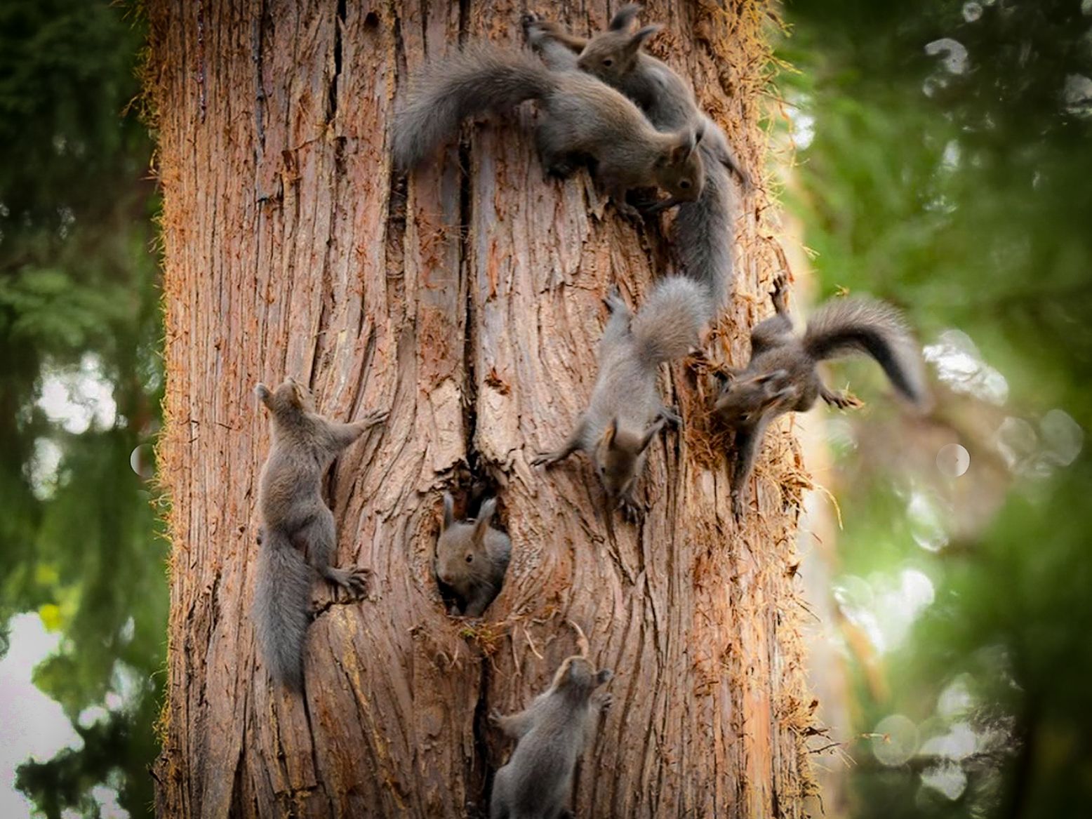 なかよし子リスの兄弟たち♪ゾロ･ゾロ･ゾロと なんと7匹！｜「北海道3大かわいい動物」プロジェクト｜Sitakke【したっけ】