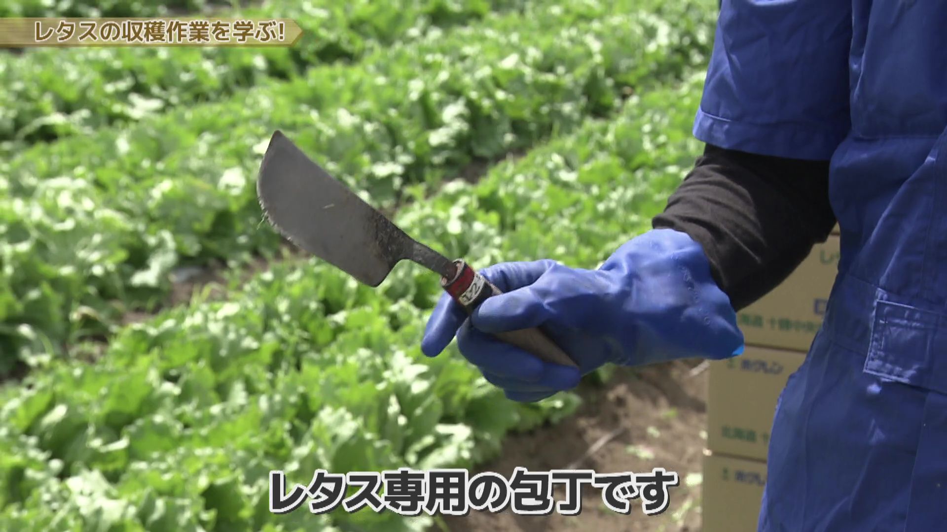 あぐり王国北海道NEXT｜HBC北海道放送