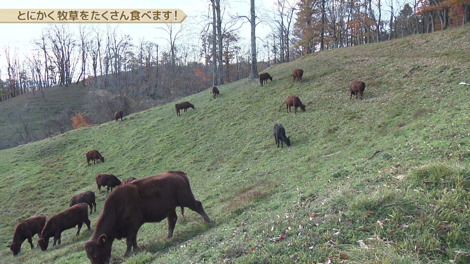 あぐり王国北海道NEXT｜HBC北海道放送