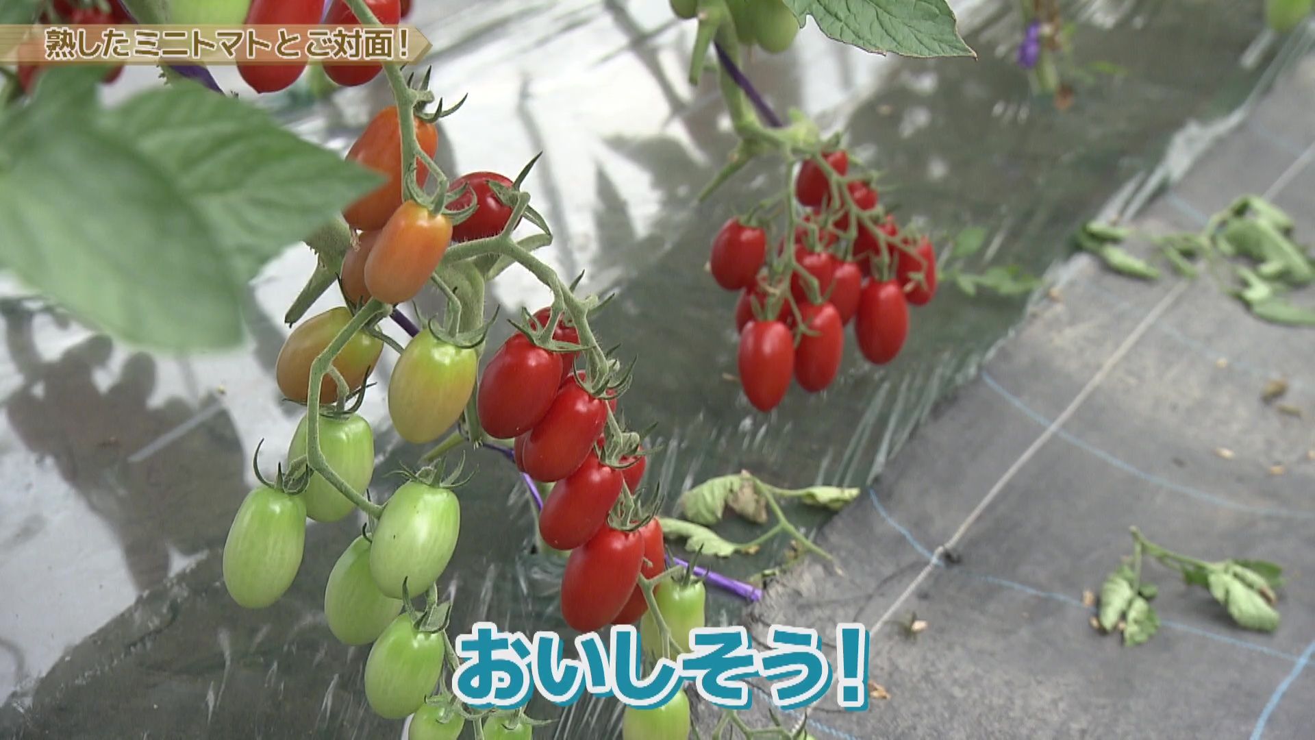 あぐり王国北海道NEXT｜HBC北海道放送