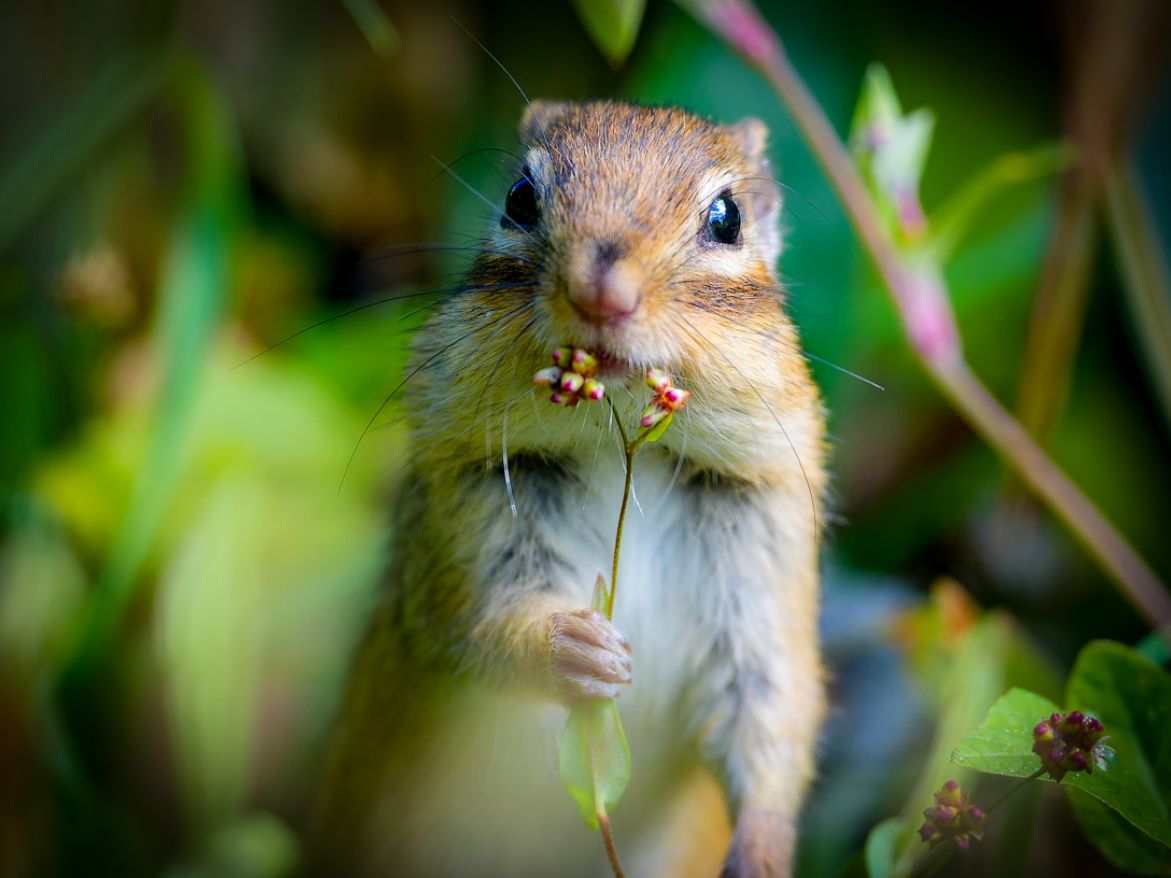 「このお花をどうぞ！」もうすぐお別れ エゾシマリス特集！写真7枚【北海道のかわいい動物たち】｜Sitakke【したっけ】